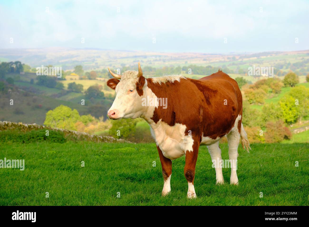 Solitary cow standing hi-res stock photography and images - Alamy