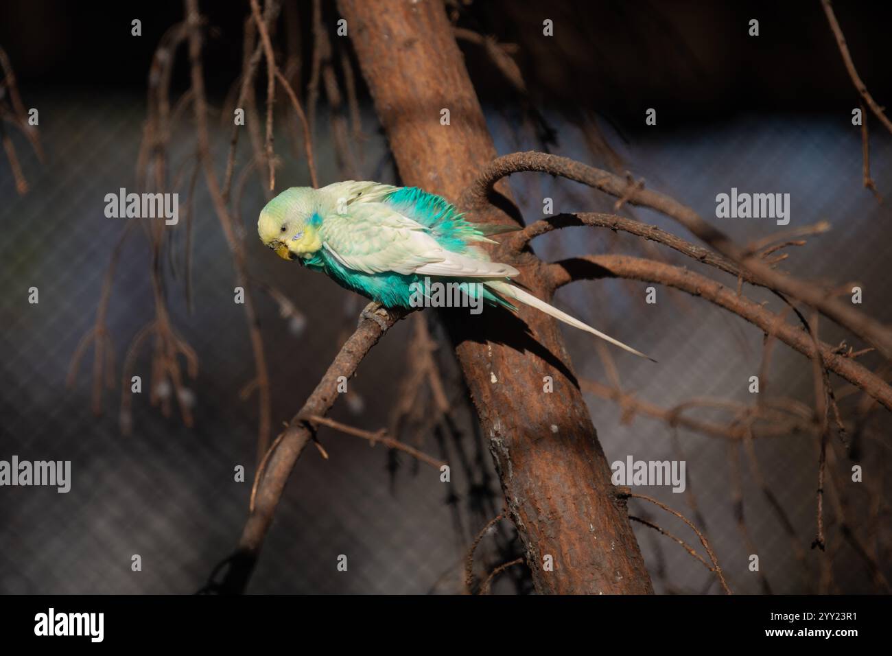 Cute little Green Budgerigar (Melopsittacus undulatus) parrot sitting ...
