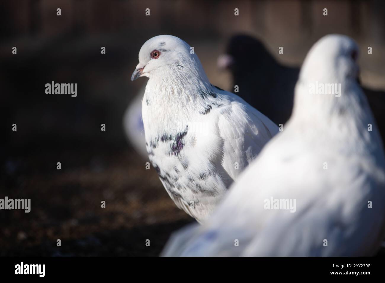 Roman pigeon hi-res stock photography and images - Alamy