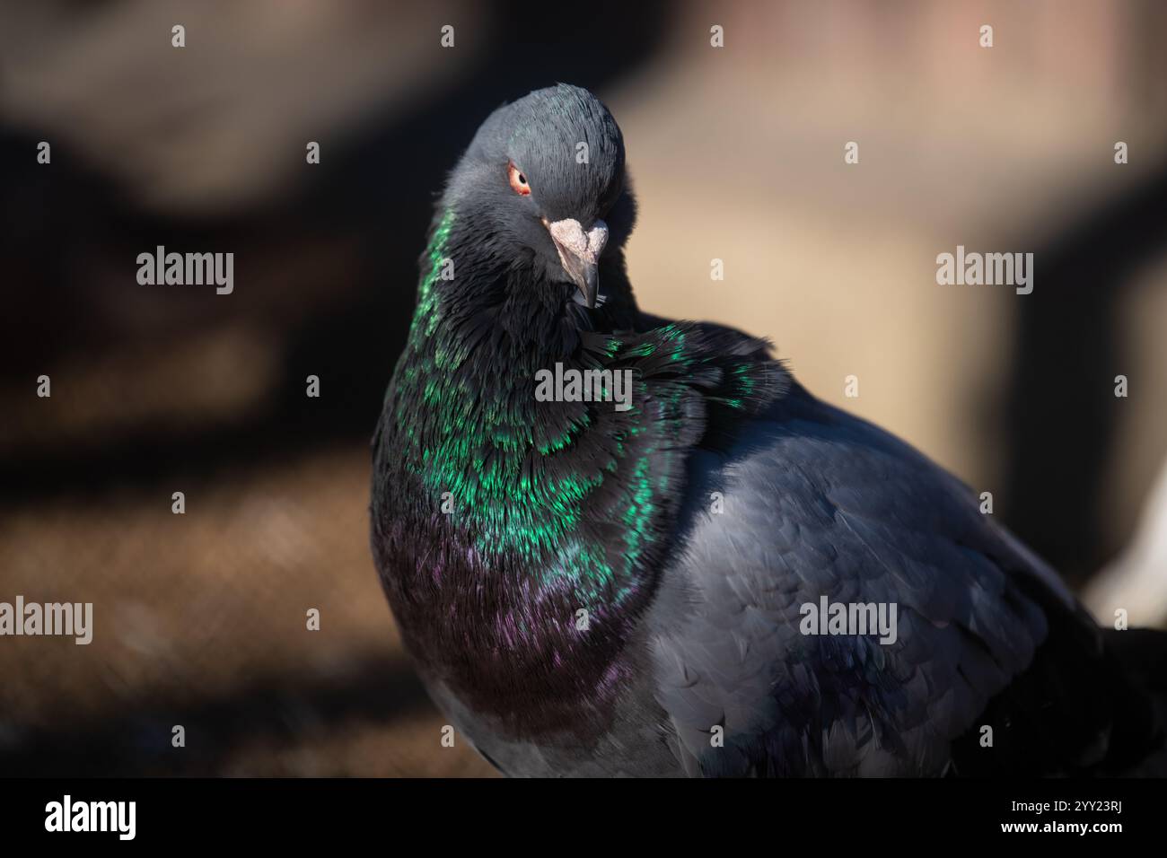 Roman pigeon hi-res stock photography and images - Alamy