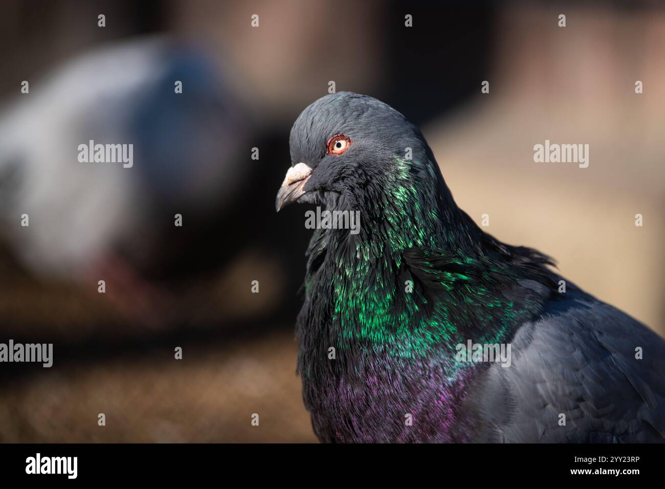 Roman pigeon hi-res stock photography and images - Alamy