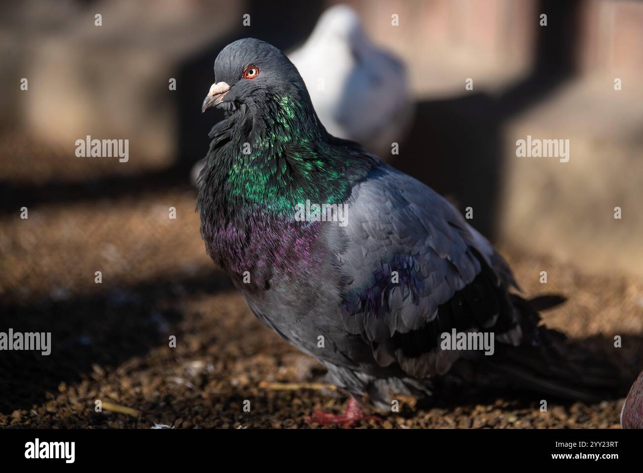 Exotic pigeon bird hi-res stock photography and images - Alamy
