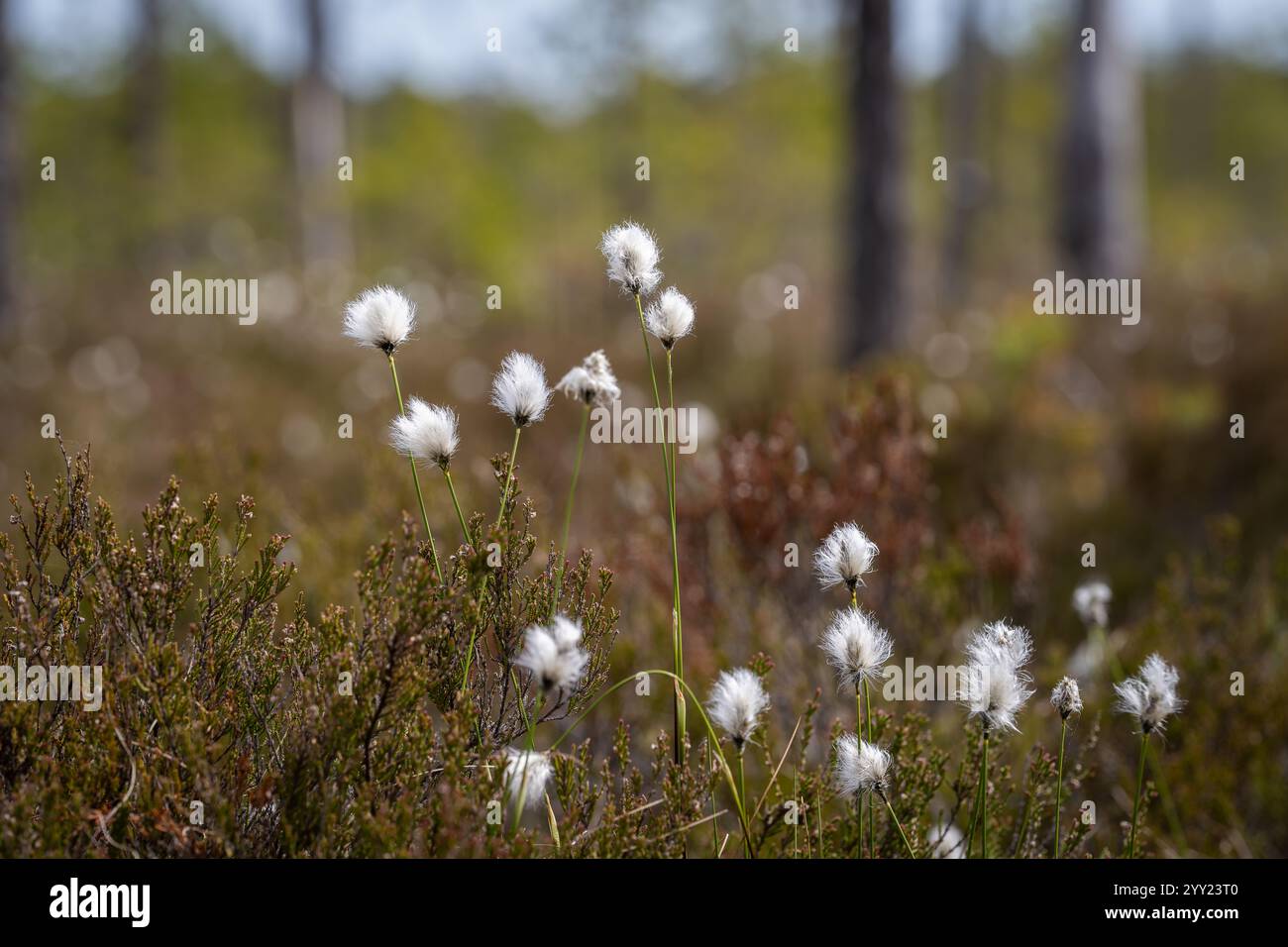 Bog landscape with Eriophorum vaginatum, the hare's-tail cottongrass ...