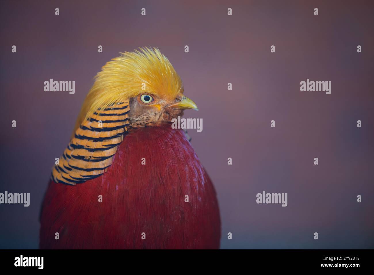 The Golden Pheasant (Chrusolophus pictus) or Chinese pheasant, portrait ...
