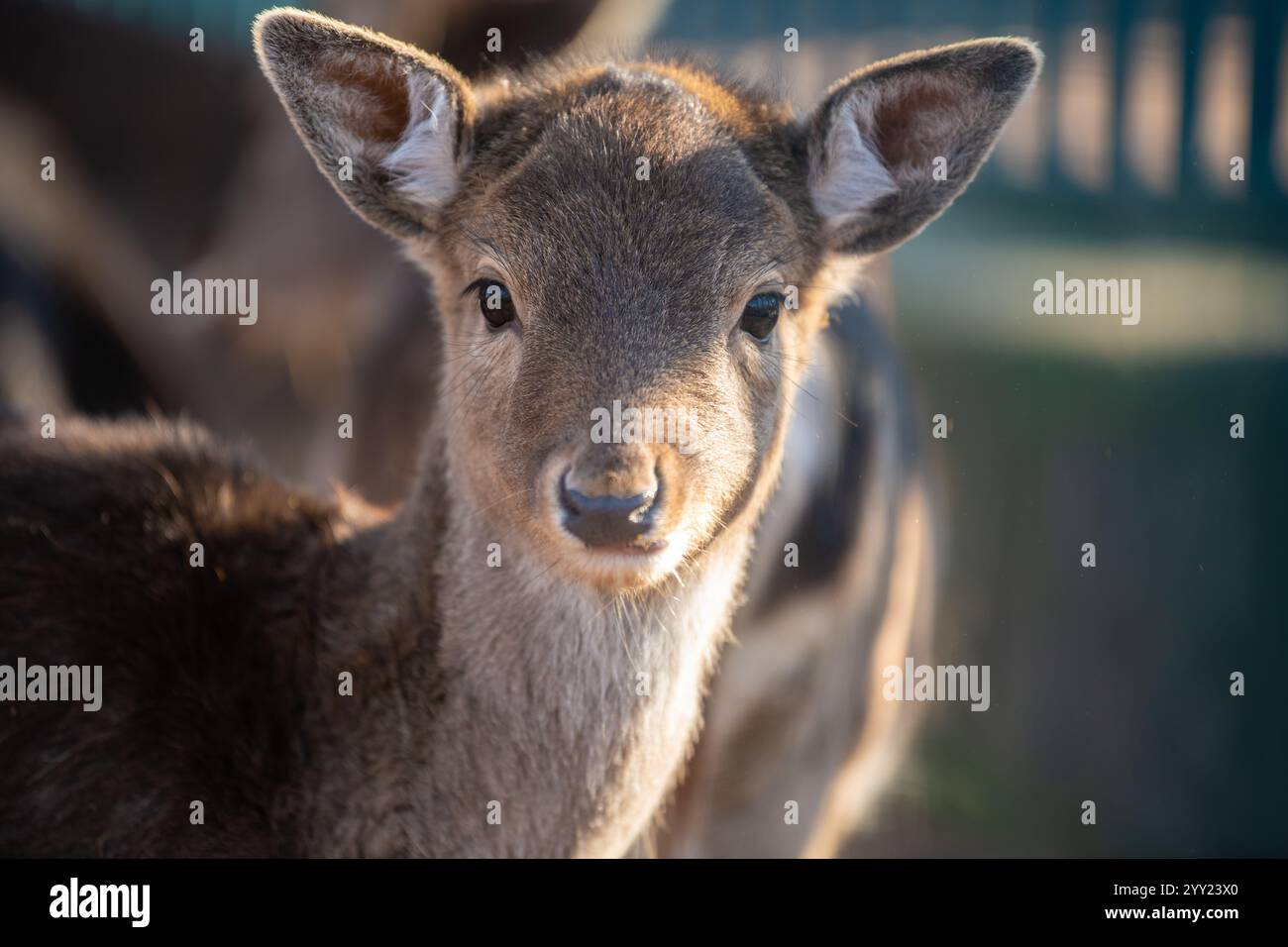 Portrait of beautiful Fallow deer fawn Stock Photo - Alamy