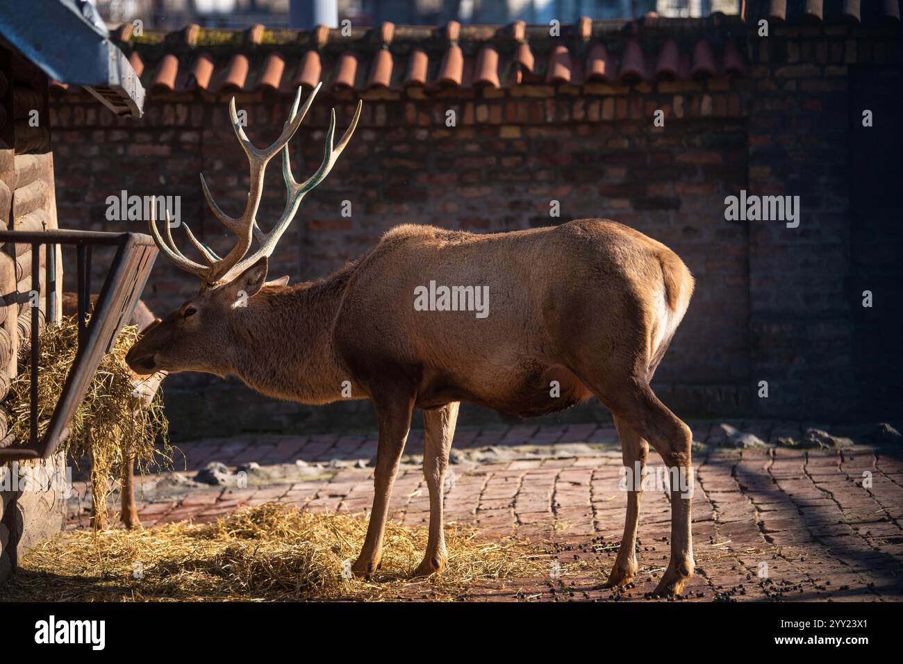 Portrait of beautiful male European Deer (Cervus elaphus hippelaphus ...