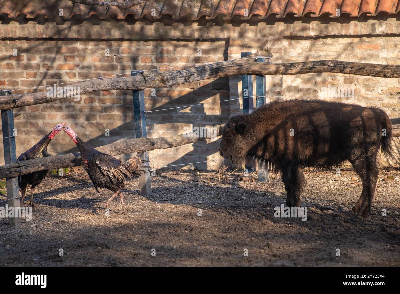 Closeup detail of American Bison (Bison bison) fur texture Stock Photo ...