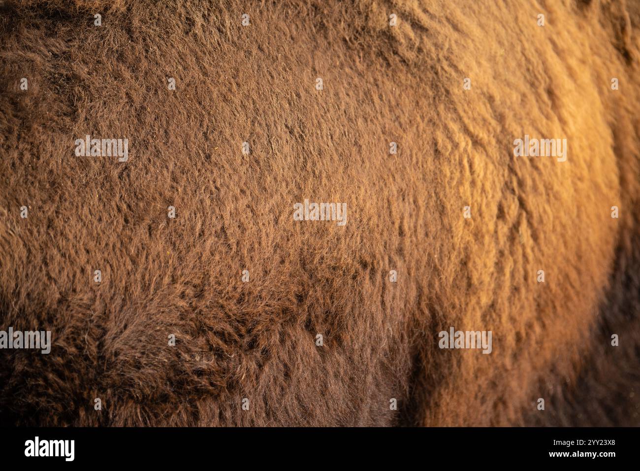 Closeup detail of American Bison (Bison bison) fur texture Stock Photo ...