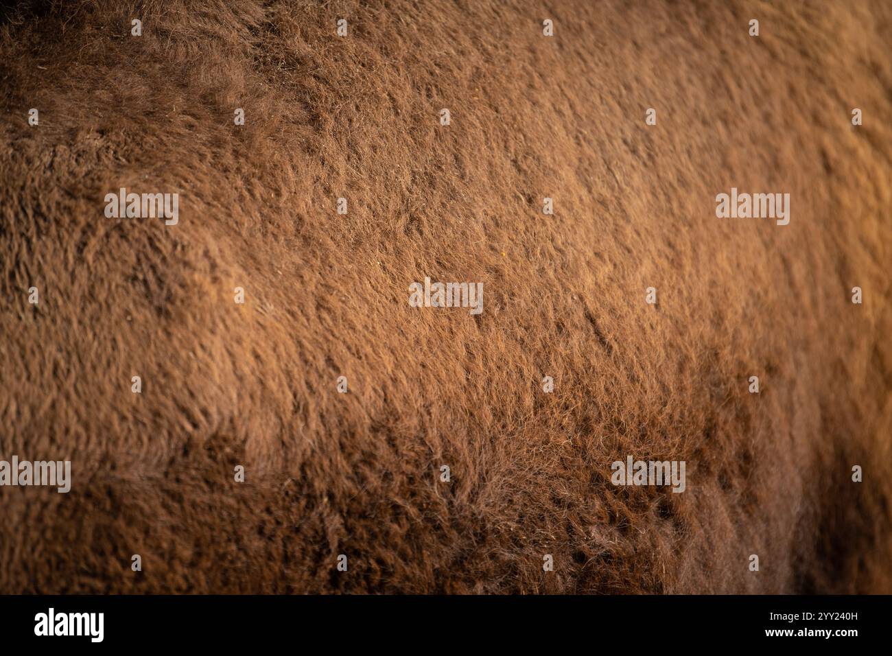 Closeup detail of American Bison (Bison bison) fur texture Stock Photo ...