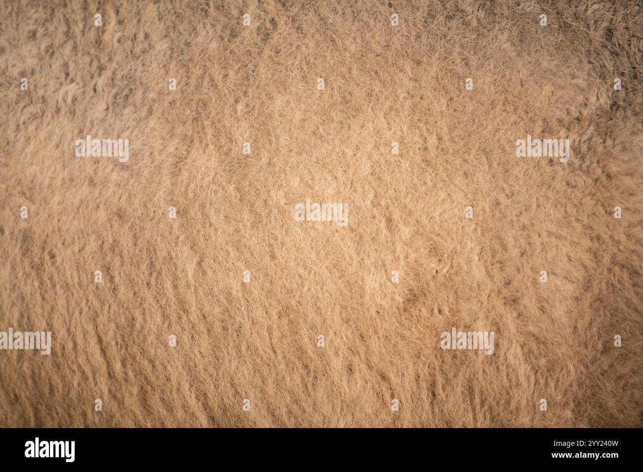 Closeup detail of American Bison (Bison bison) fur texture Stock Photo ...