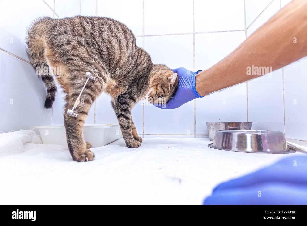 Pet treated by a veterinarian Stock Photo - Alamy