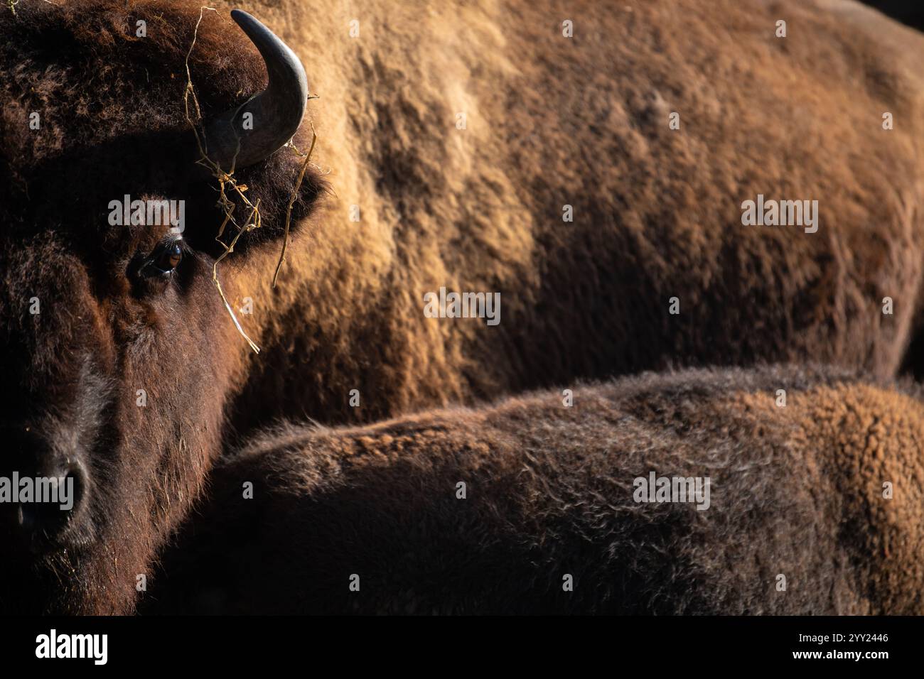 Beautiful big bison dangerous hi-res stock photography and images - Alamy