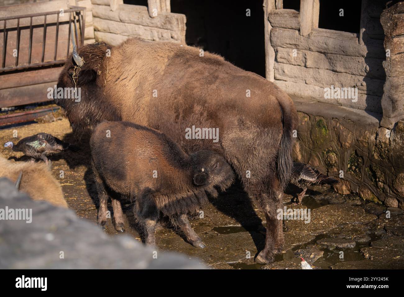 A mother American Bison (Bison bison) is feeding newborn baby Bison ...