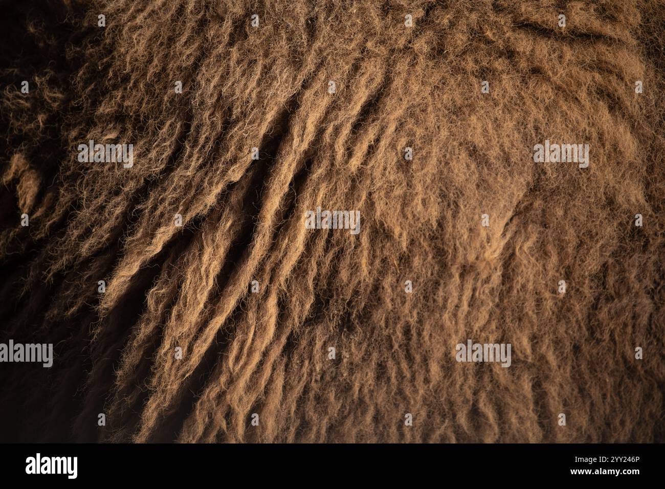 Closeup detail of American Bison (Bison bison) fur texture Stock Photo ...