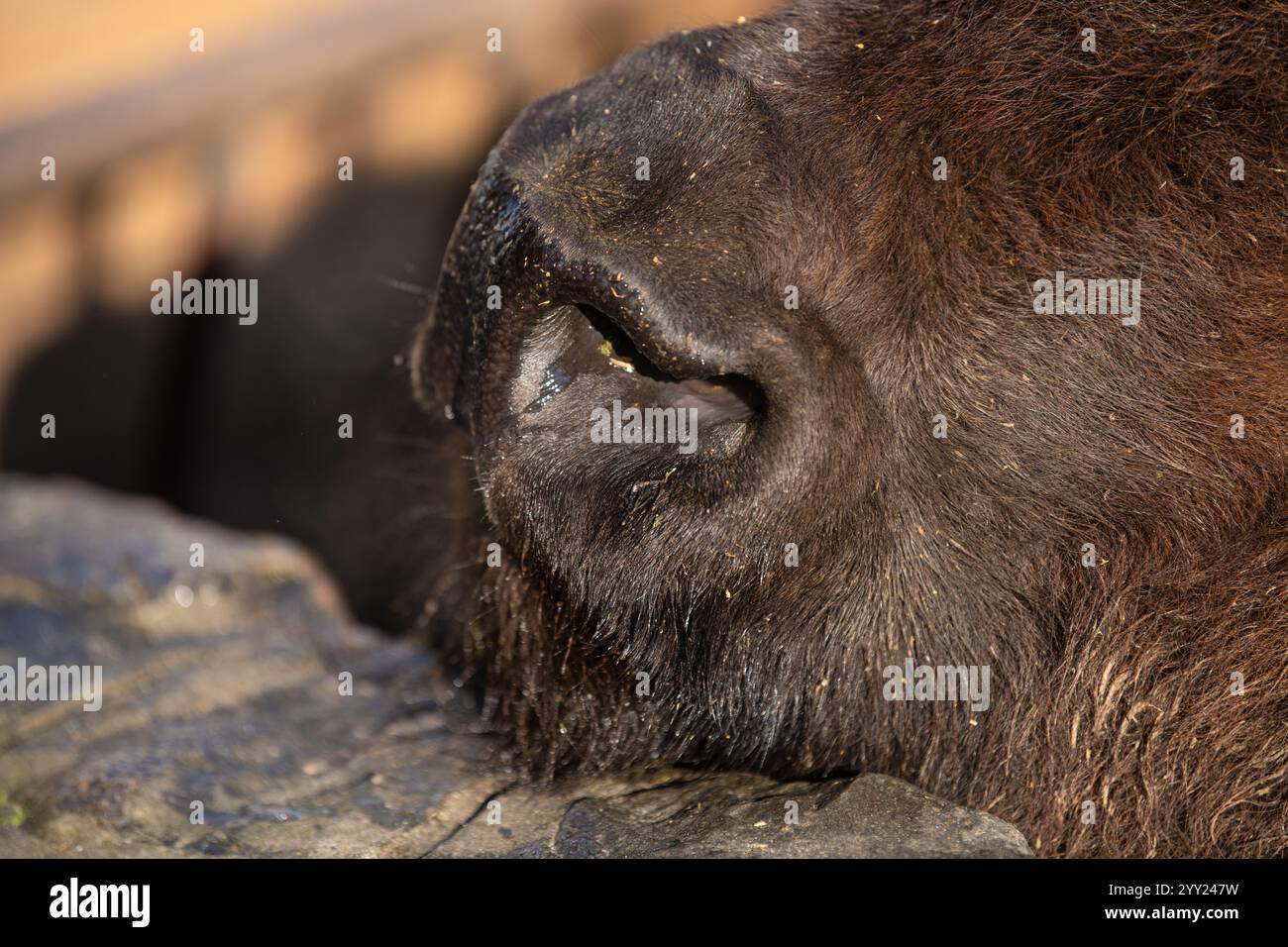 Closeup detail of American Bison (Bison bison) nose Stock Photo - Alamy