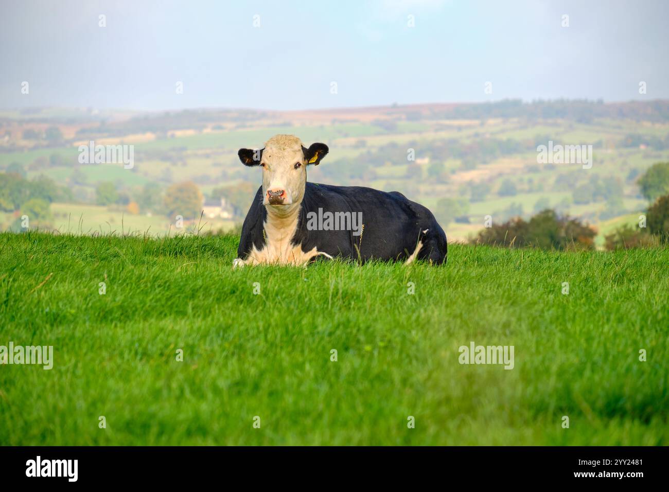 Cow sitting down hi-res stock photography and images - Alamy
