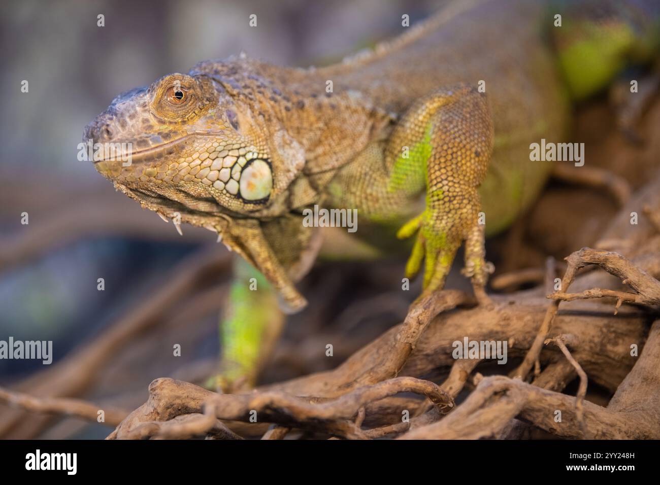 Giant iguana hi-res stock photography and images - Alamy