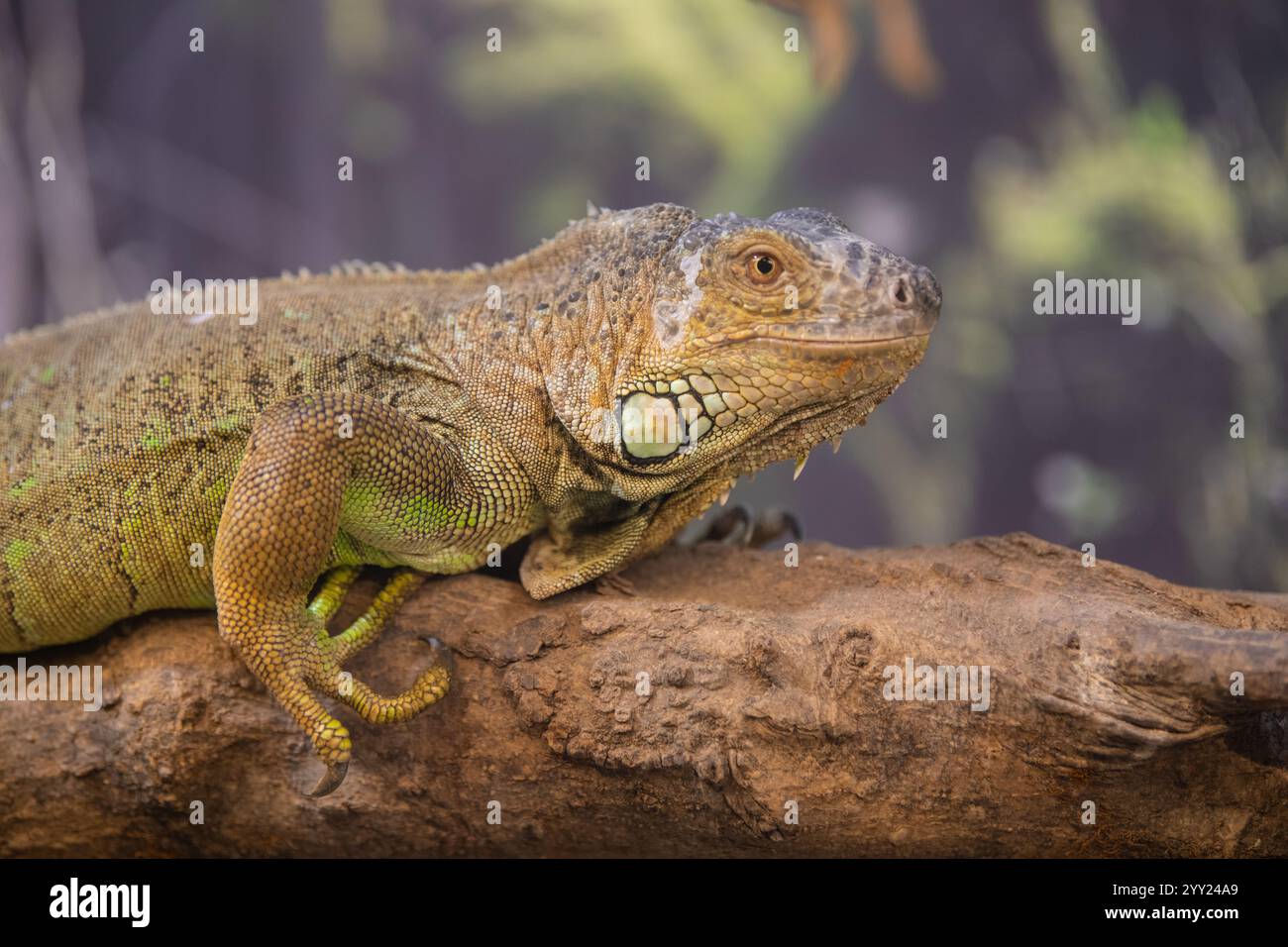 Giant iguana hi-res stock photography and images - Alamy