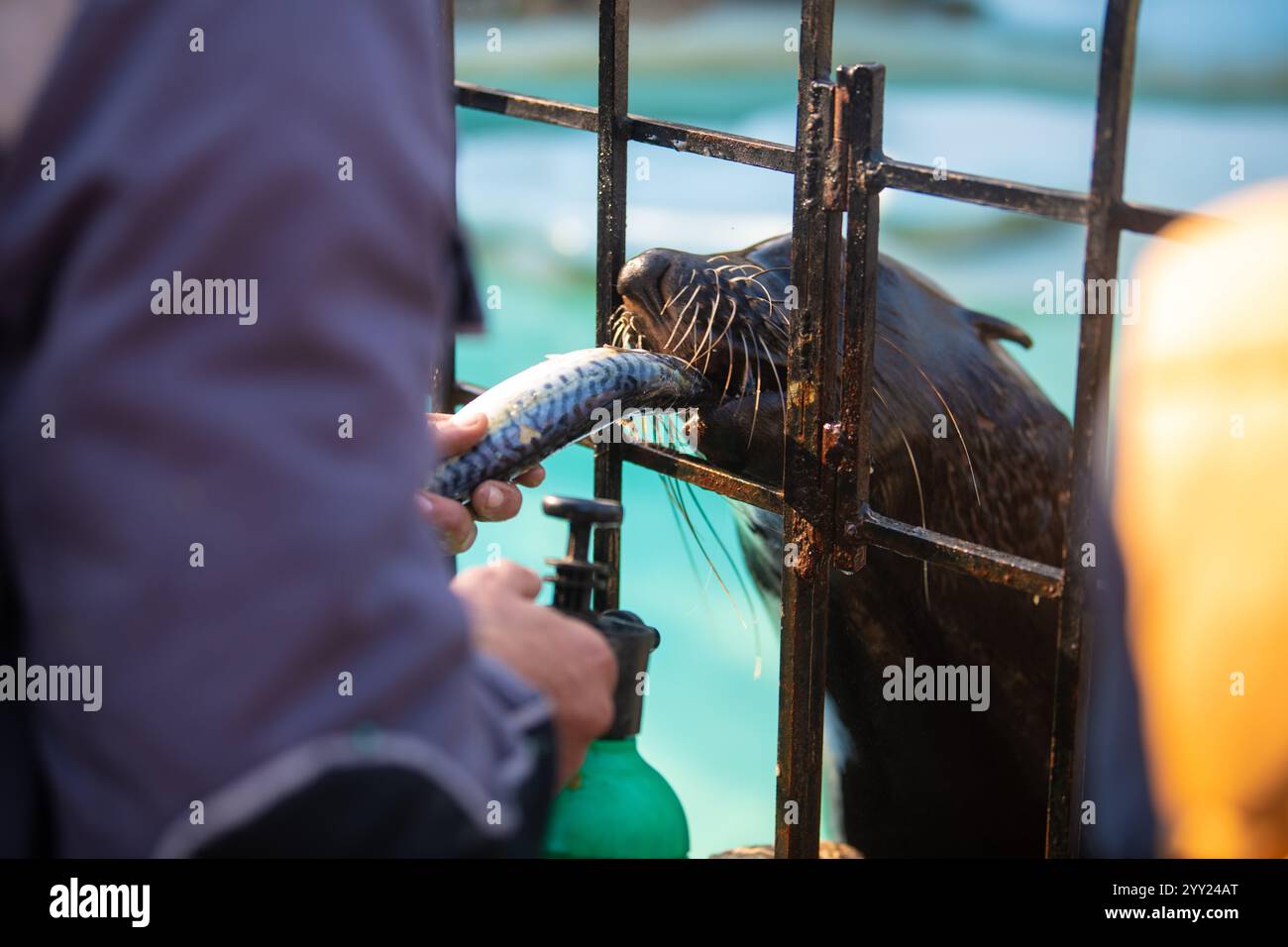 Feeding Brown Fur Seal (Arctocephalus pusillus) with fish in Belgrade ...