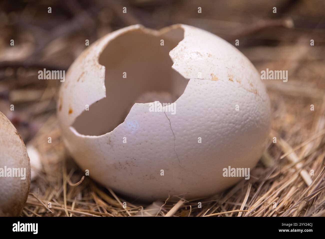 Brown shell egg feather hi-res stock photography and images - Alamy