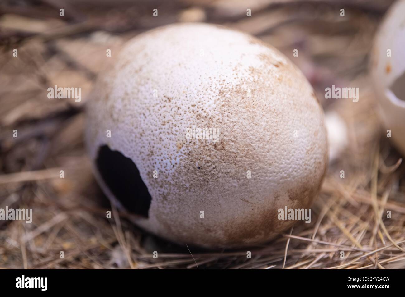 Closeup detail on Ostrich Egg Shell Stock Photo - Alamy