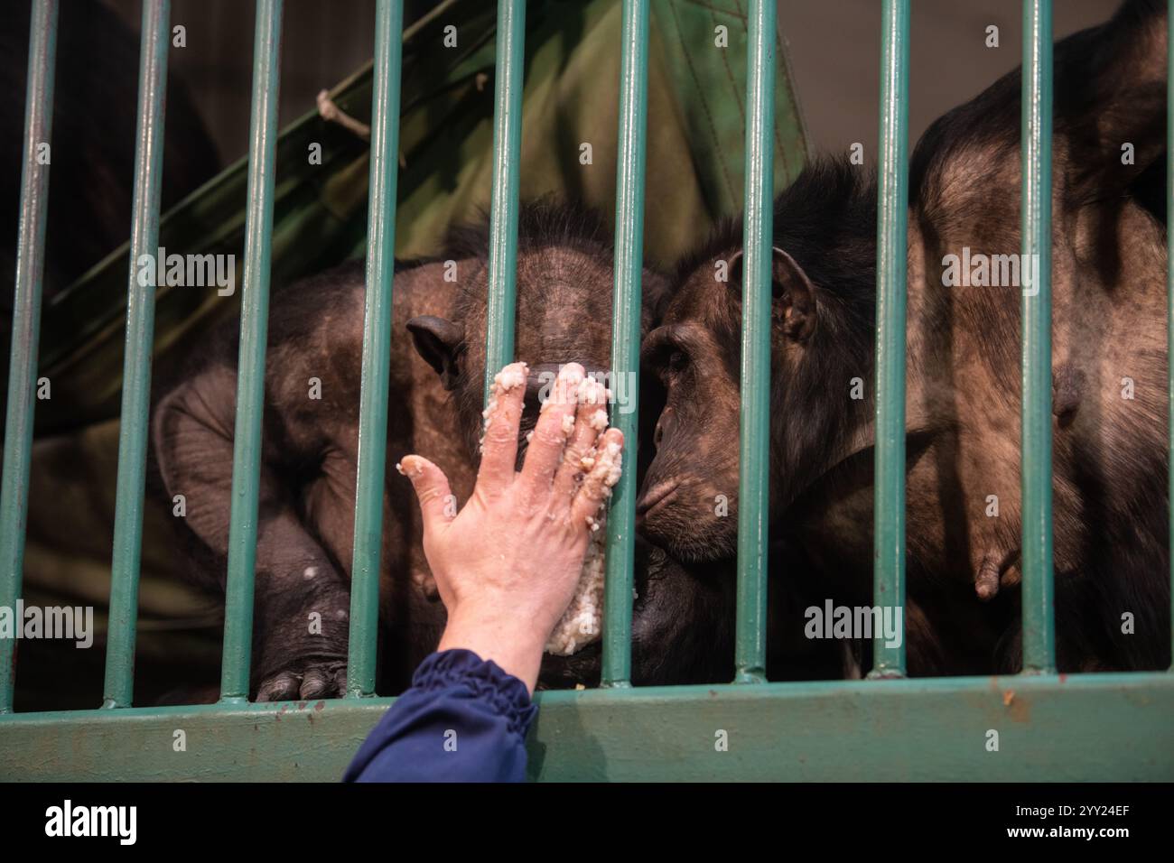 Closeup detail of man worker hand feeding monkeys in Zoo captivity ...