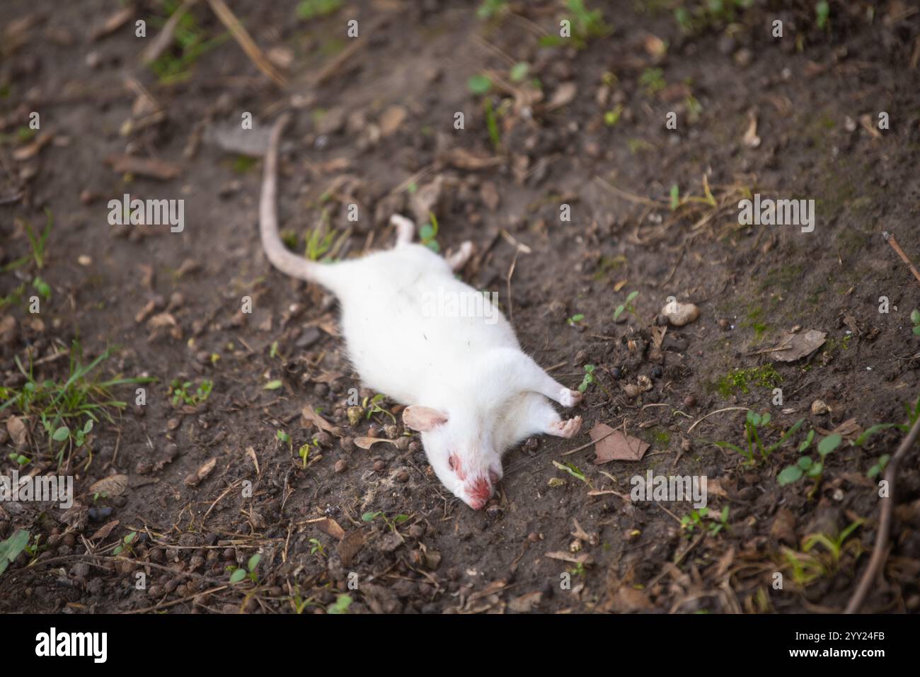 Dead body on floor hi-res stock photography and images - Alamy