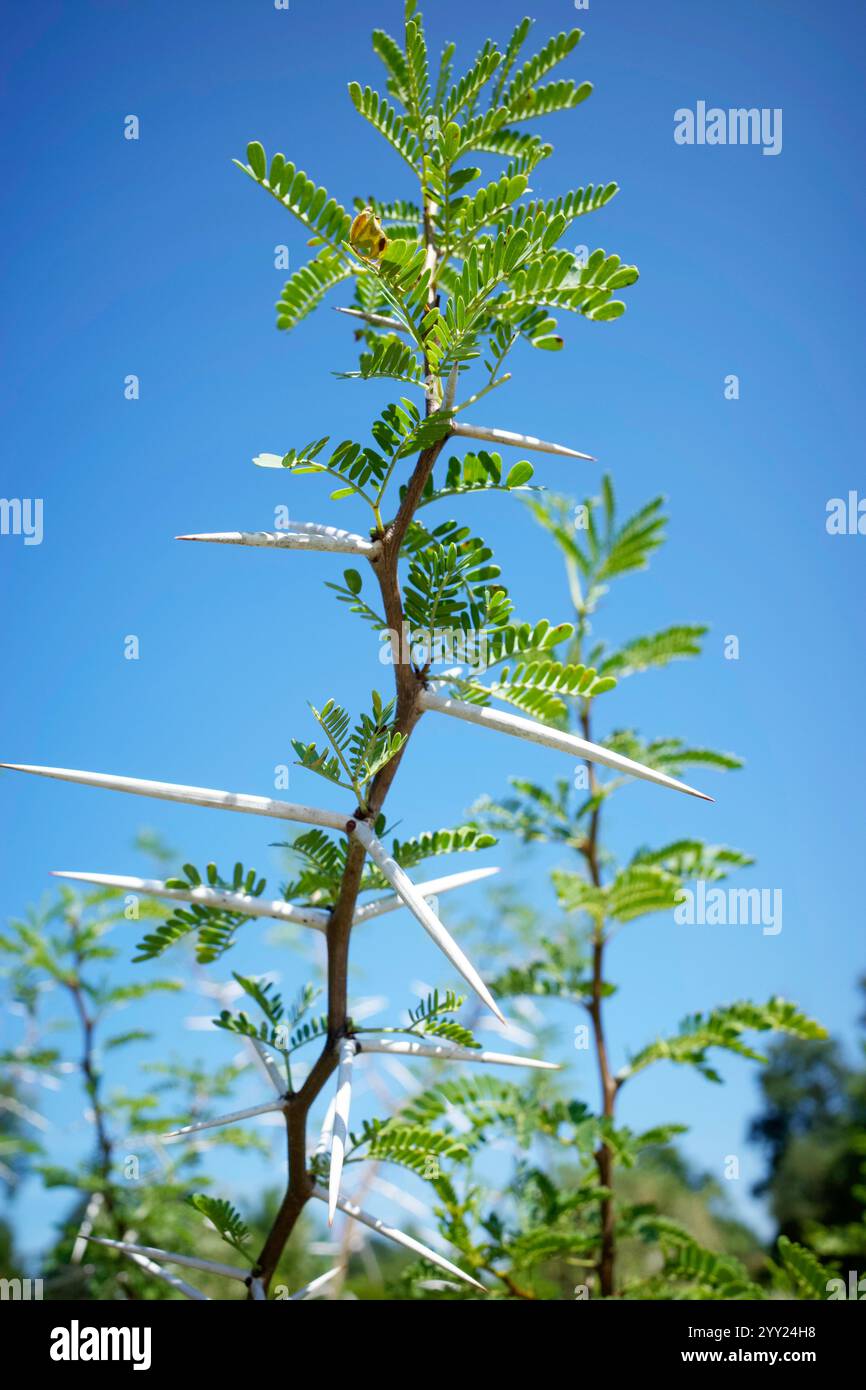 Sweet thorn against the blue sky. It's also known for many years as ...