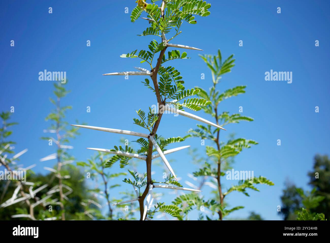 Sweet thorn against the blue sky. It's also known for many years as ...