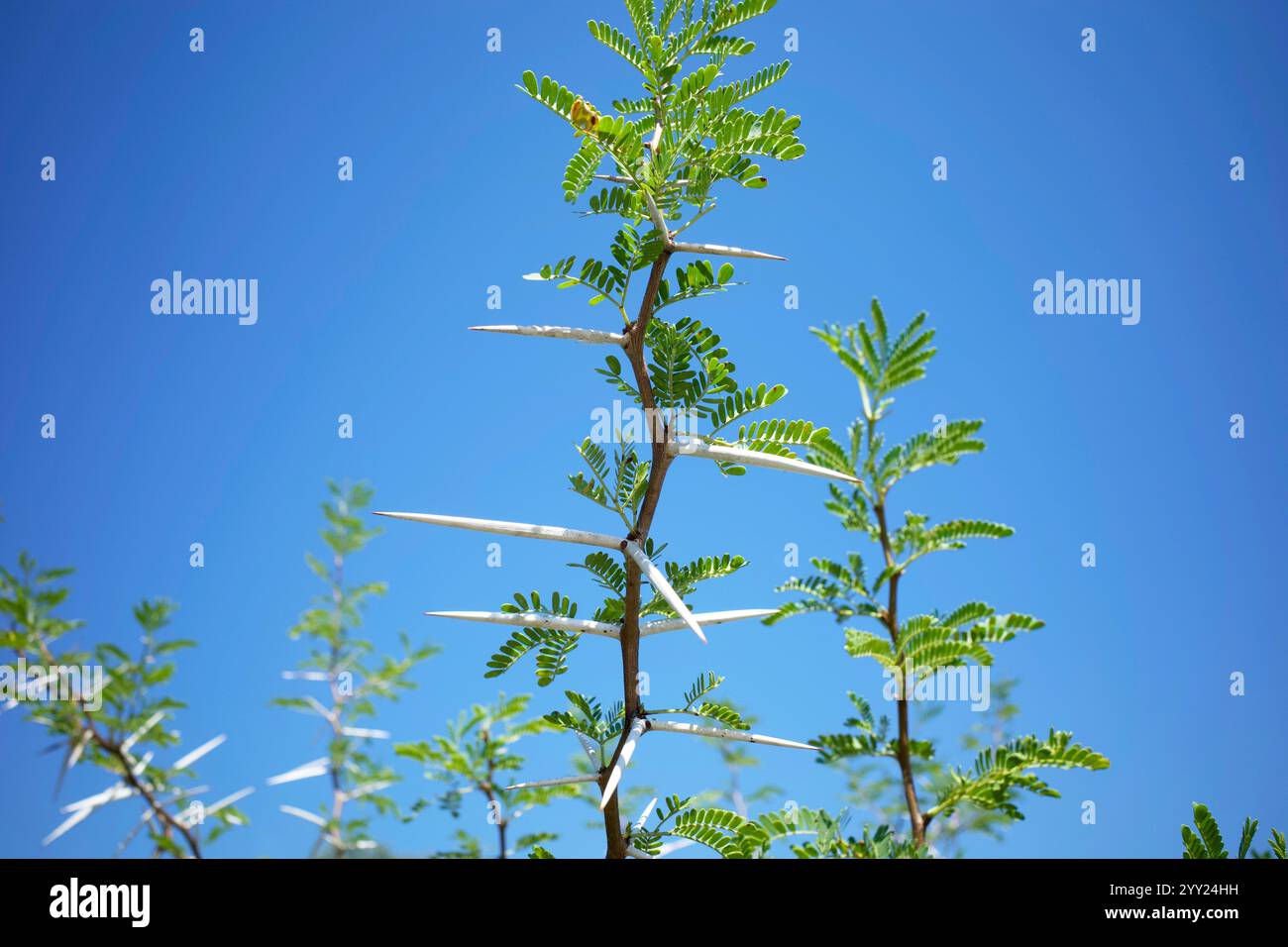 Sweet thorn against the blue sky. It's also known for many years as ...