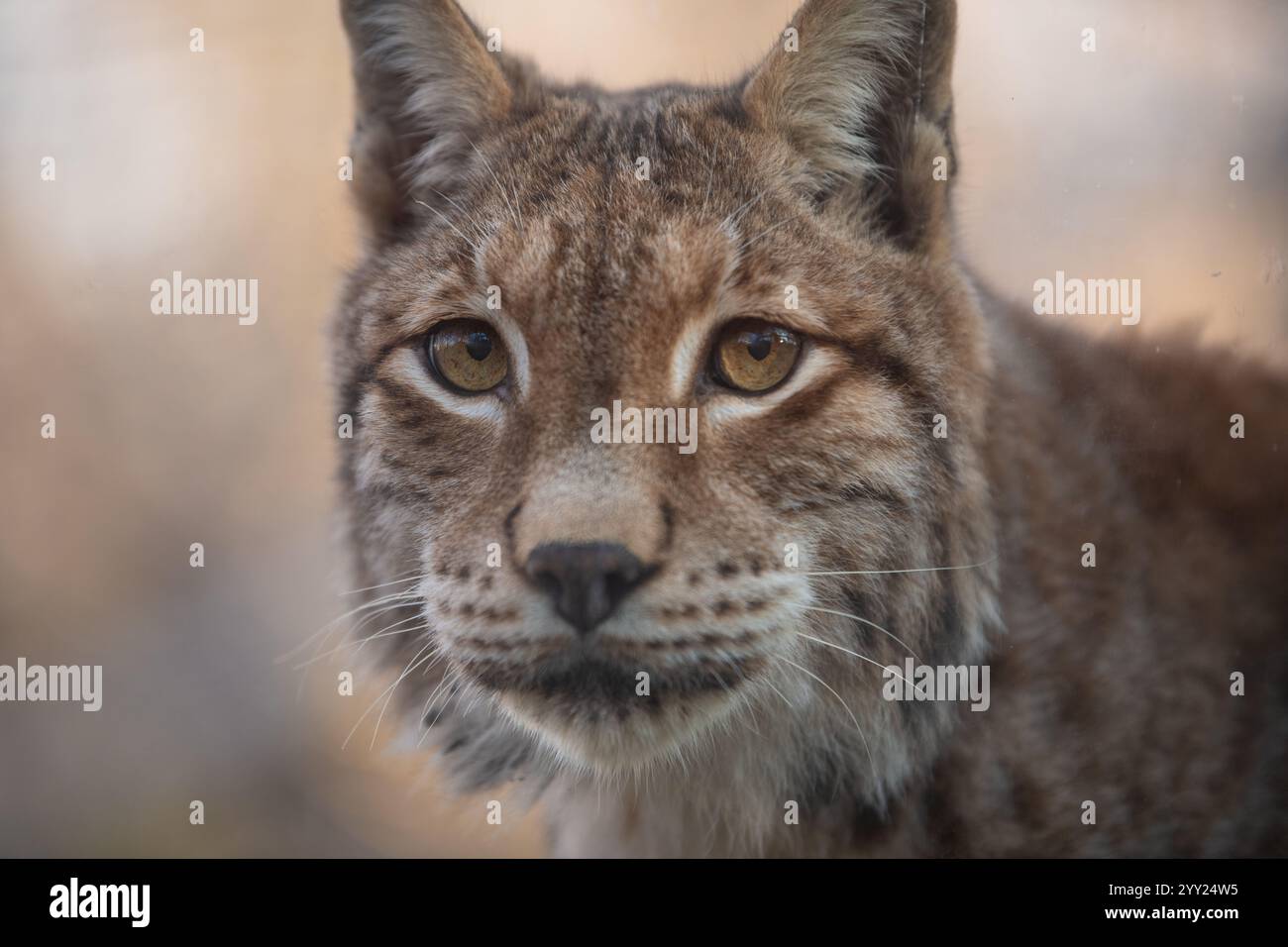 The Eurasian lynx (Lynx lynx). Siberian lynx portrait. Closeup Stock Photo - Alamy