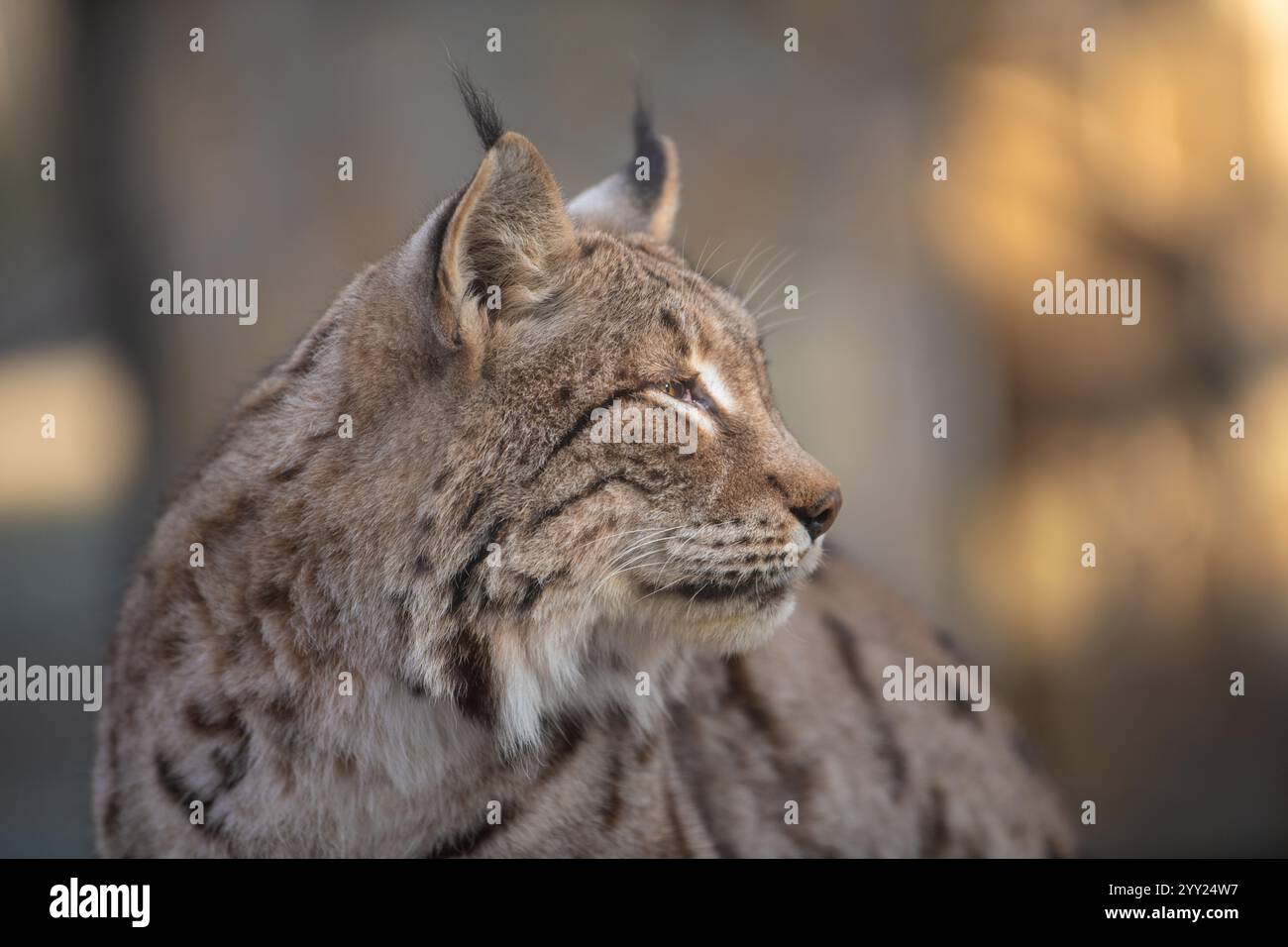 The Eurasian lynx (Lynx lynx). Siberian lynx portrait. Closeup Stock Photo - Alamy