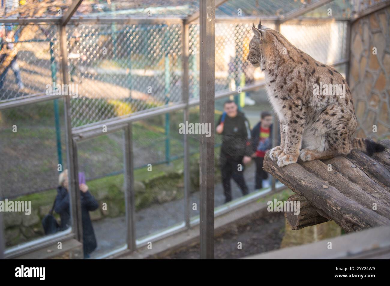 Two Eurasian lynx (Lynx lynx) standing on wooden platform in Belgrade ...