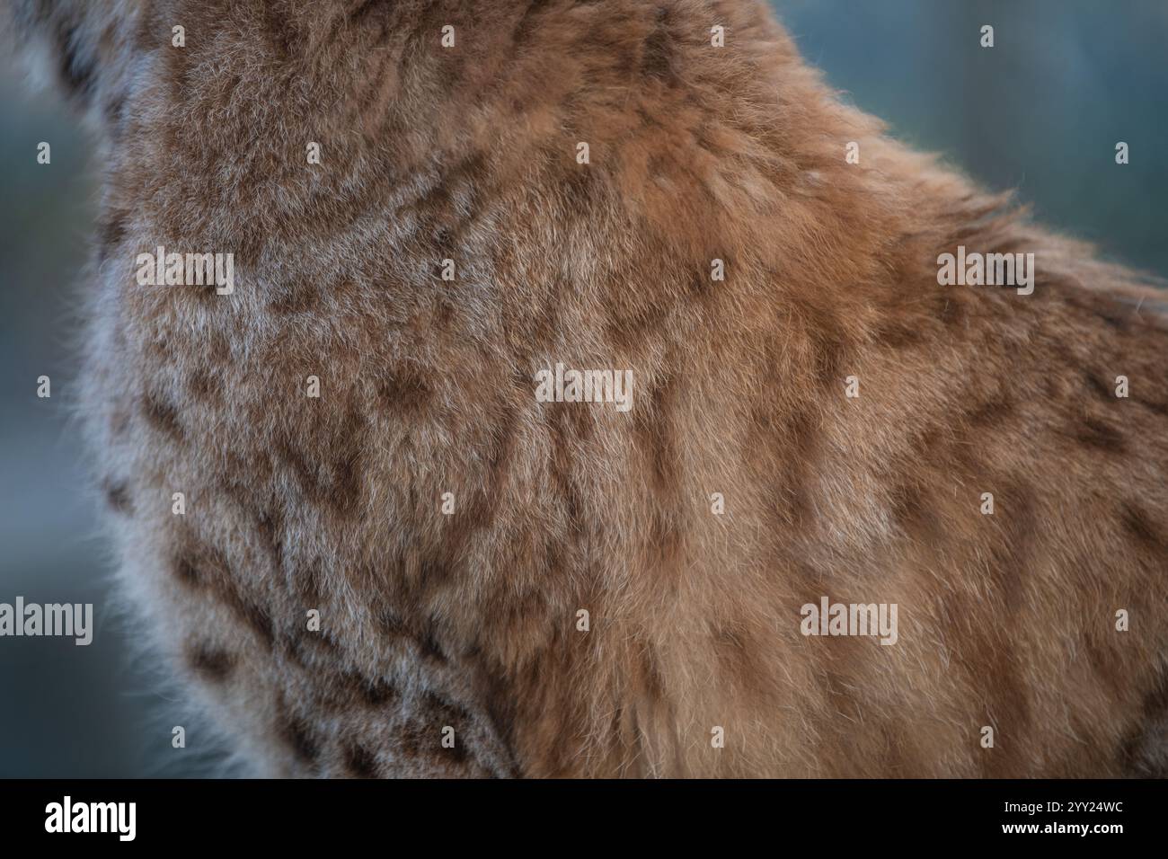 Detail on Fur of the Eurasian lynx (Lynx lynx). Siberian lynx Stock ...