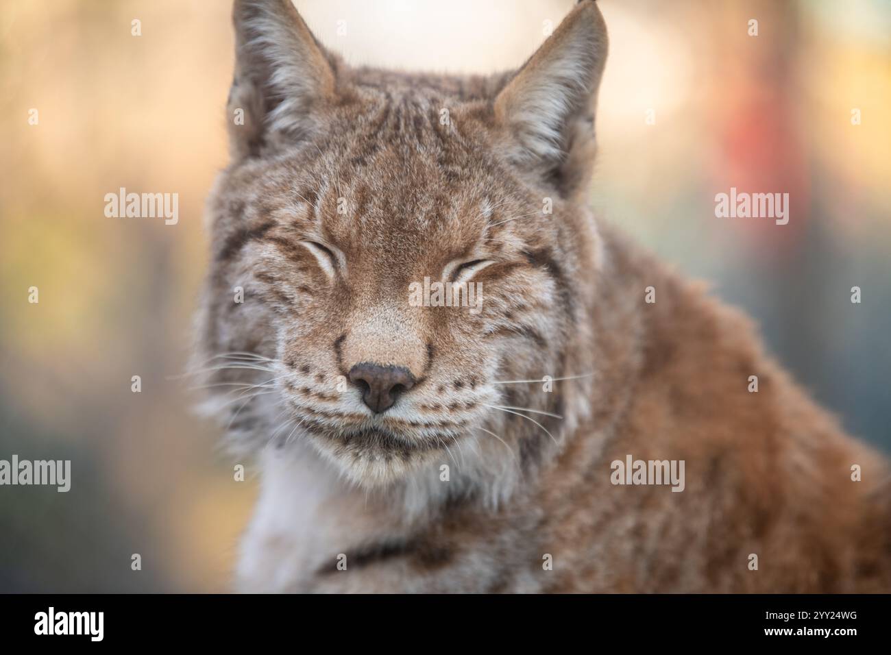 The Eurasian lynx (Lynx lynx). Siberian lynx portrait. Closeup Stock Photo - Alamy