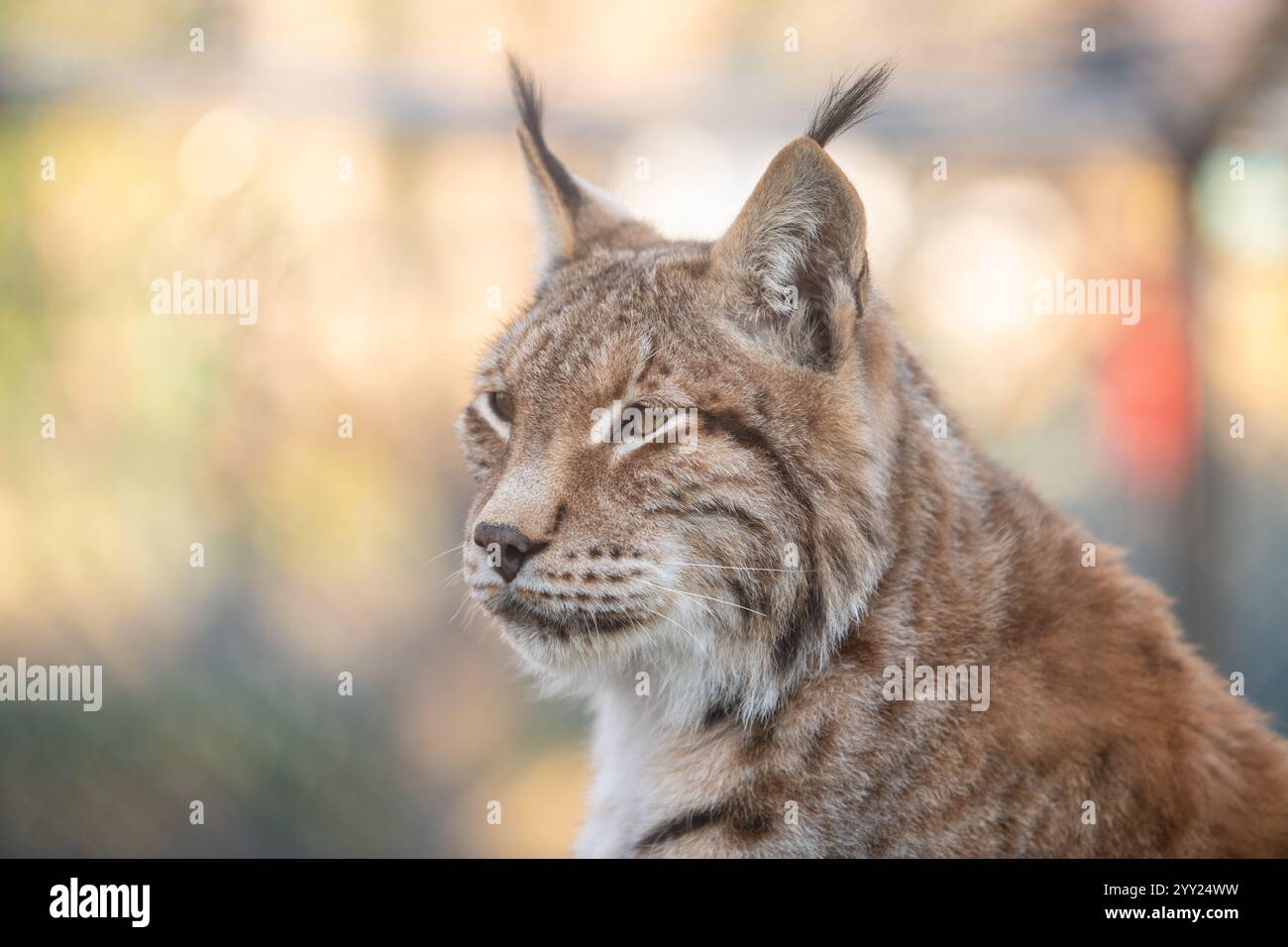 The Eurasian lynx (Lynx lynx). Siberian lynx portrait. Closeup Stock Photo - Alamy