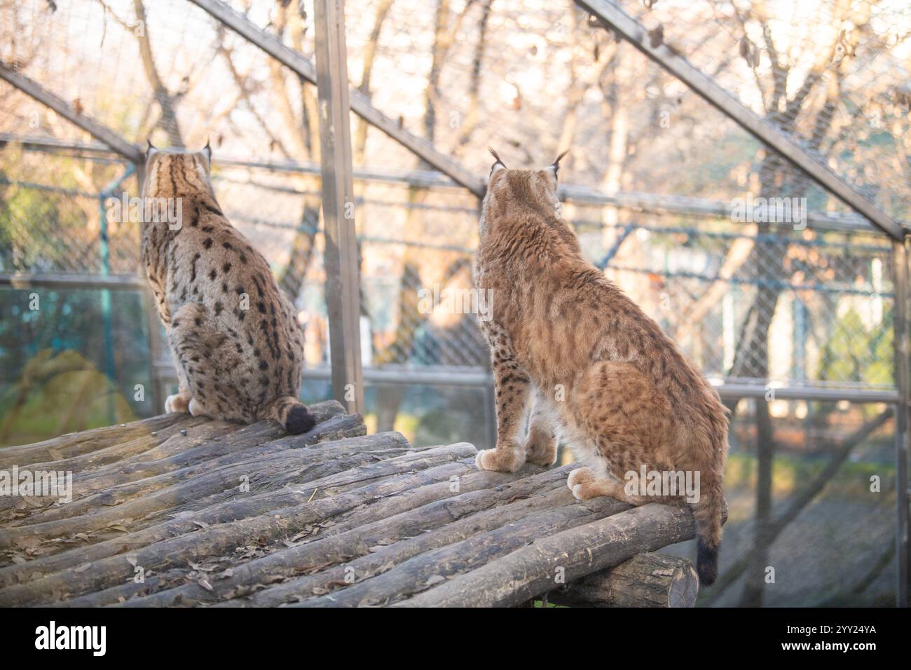 Two Eurasian lynx (Lynx lynx) standing on wooden platform in Belgrade ...