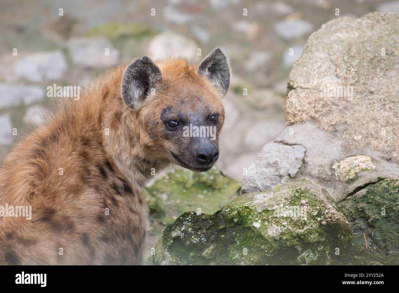 Closeup portrait of Spotted hyena (Crocuta crocuta), also known as the laughing hyena Stock ...