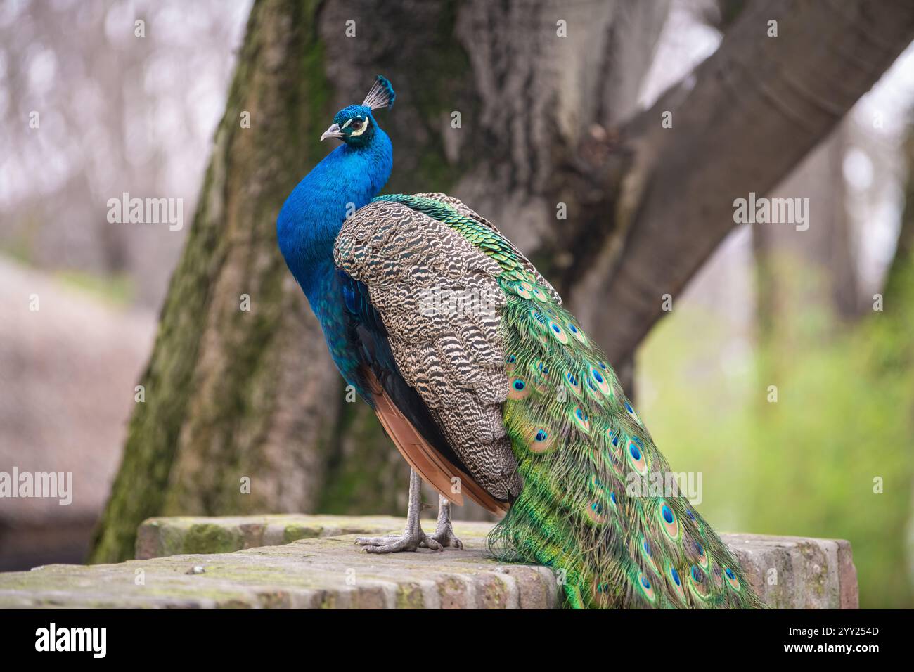 Indian peacock tail feathers closeup hi-res stock photography and images - Alamy