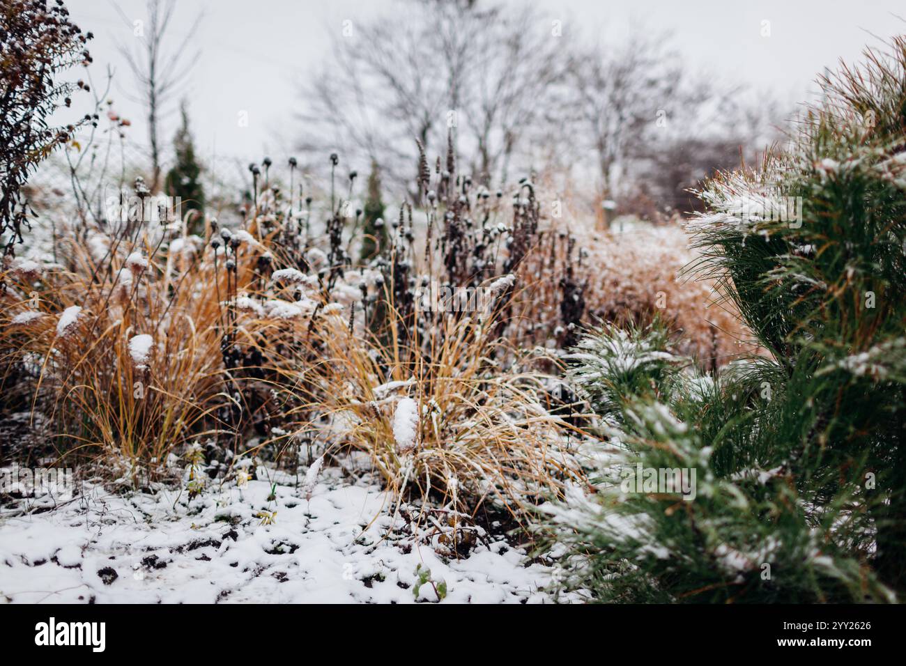 Snowy winter garden. Evergreen pine tree growing by ornamental grasses ...