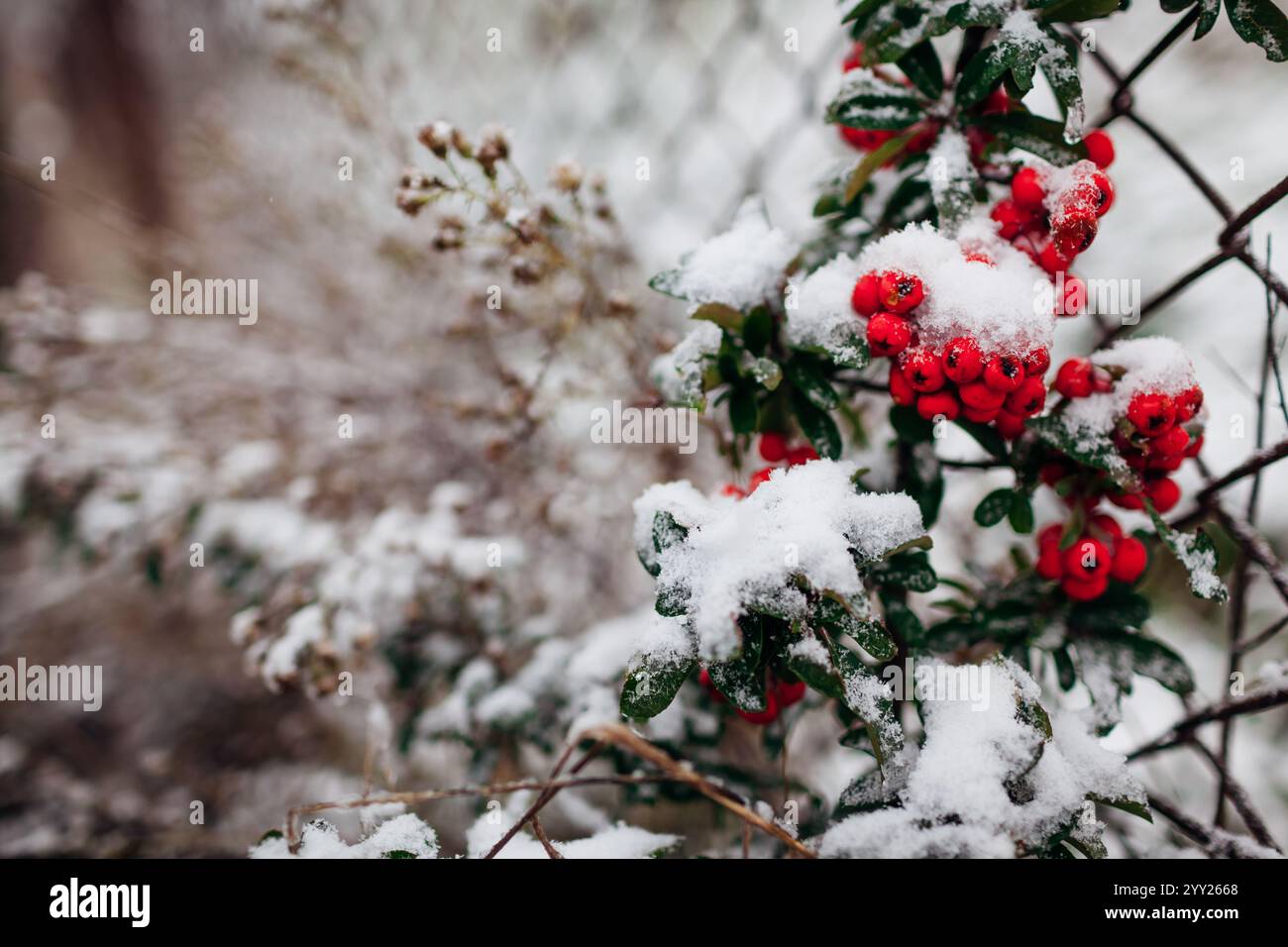 Red berries of pyracantha covered with snow and ice in winter garden ...