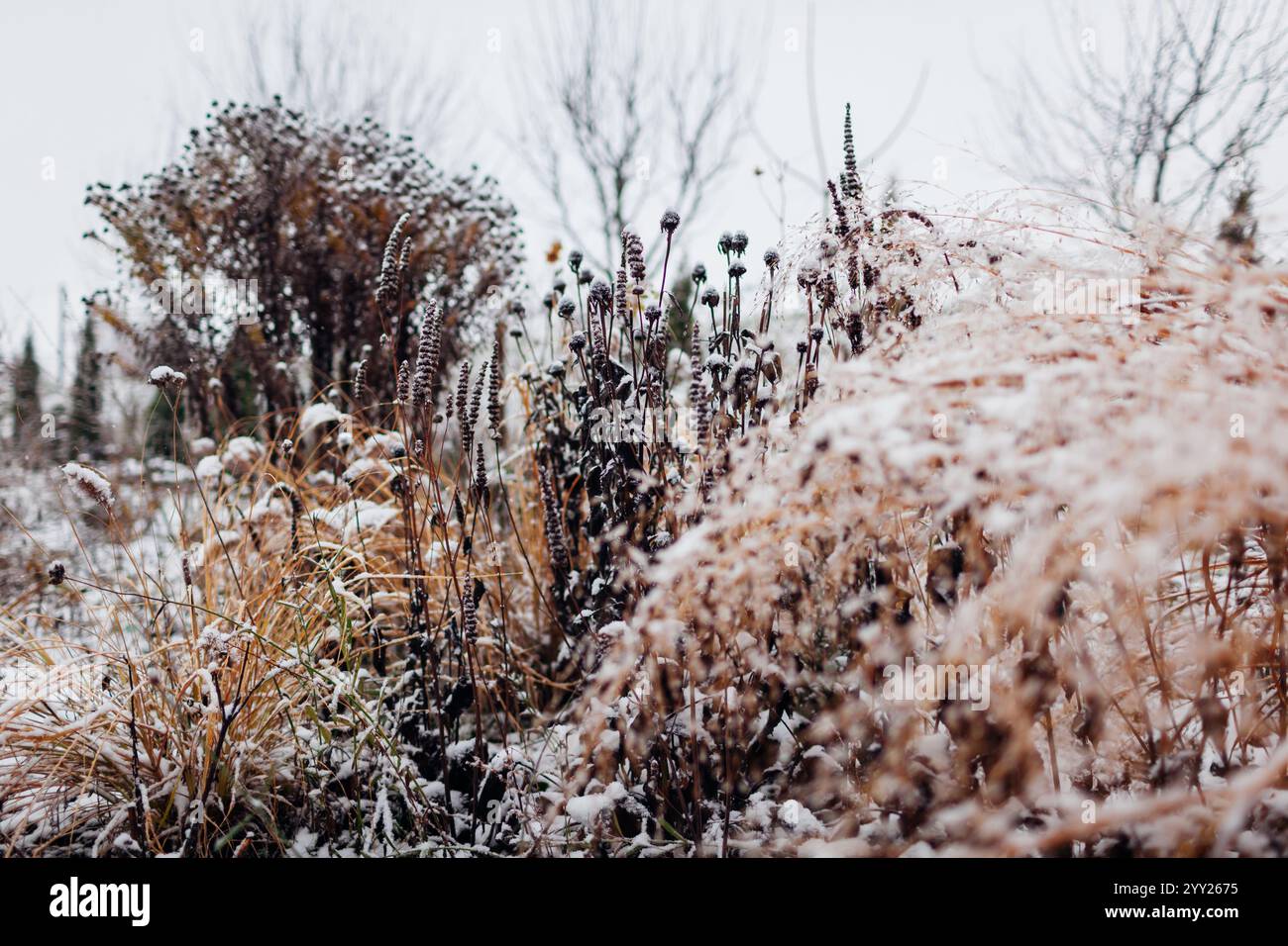 Garden winter interest. Landscape of winter perennials and ornamental ...