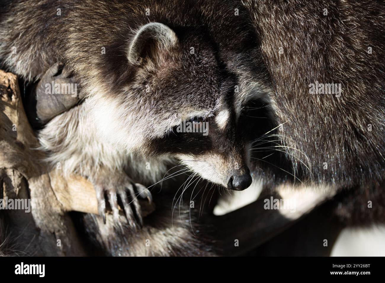 Northern raccoon, an omnivore eating fruits, insects, and trash. Native ...
