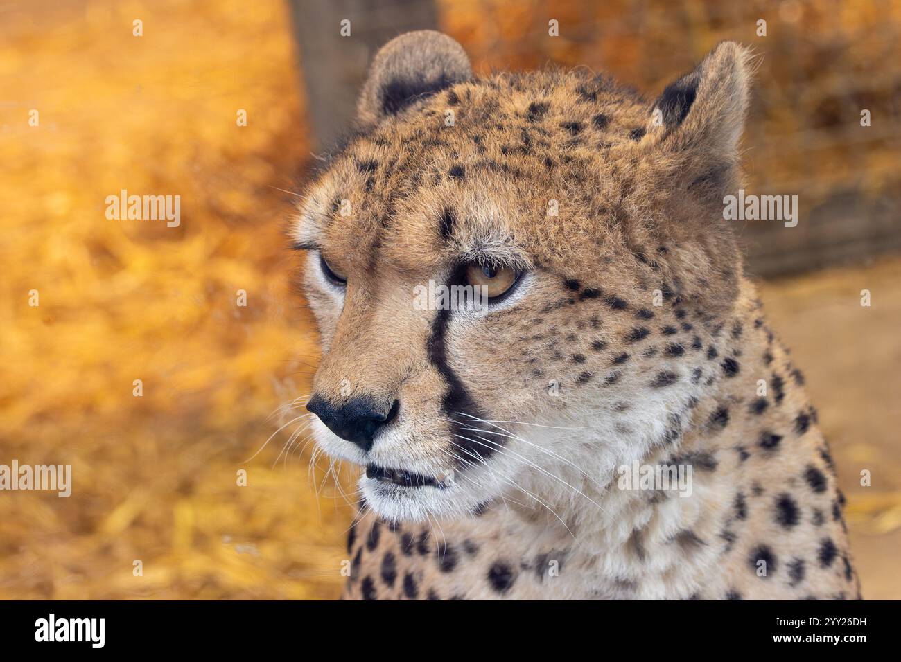 North East African cheetah, a carnivore eating gazelles and hares ...