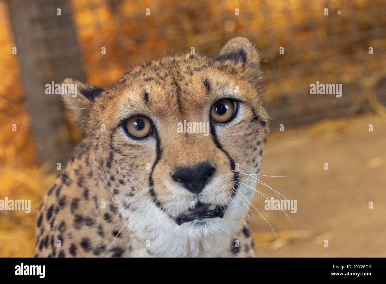 African Cheetah Face