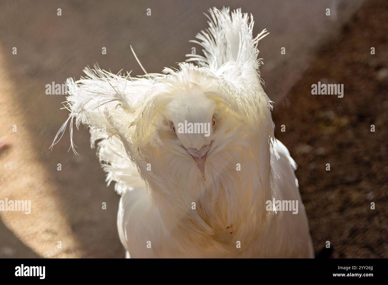 Jacobin penguin, a krill, fish, and squid eater. Native to sub ...