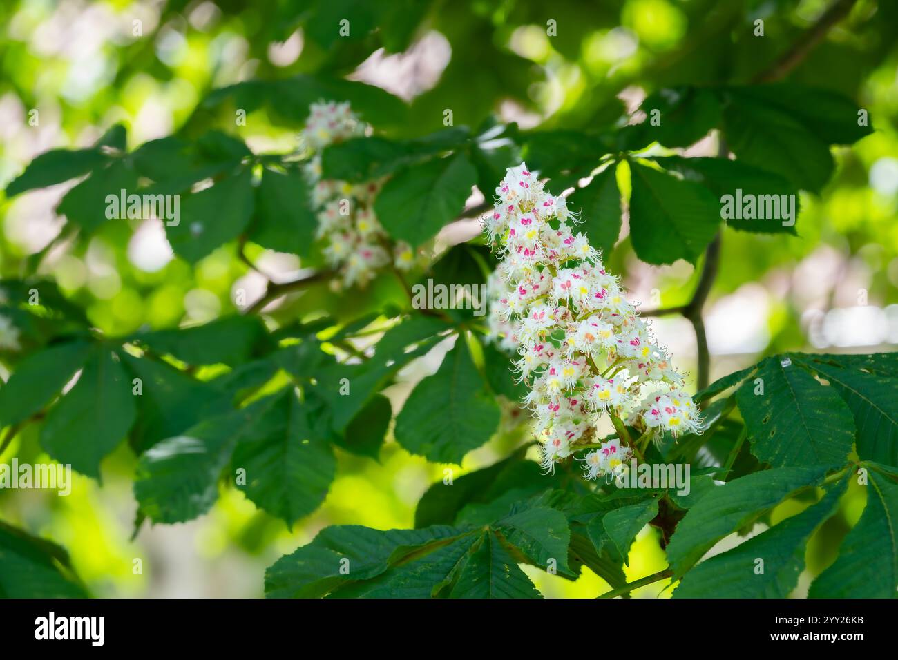 Horse-chestnut Aesculus hippocastanum, Conker tree blooming flowers ...