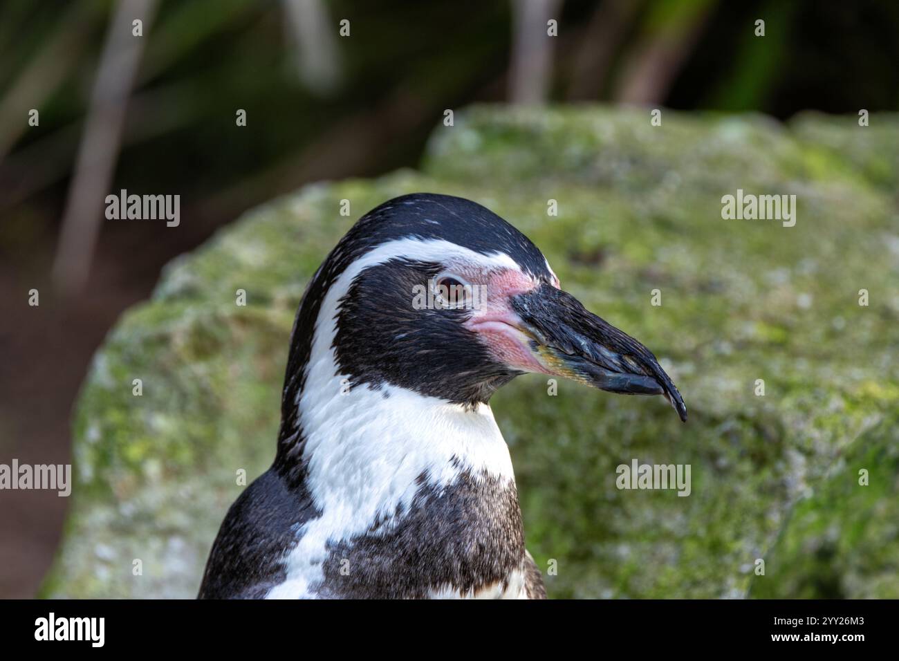 Humboldt penguin, a fish-eating seabird from Peru/Chile's coasts Stock ...