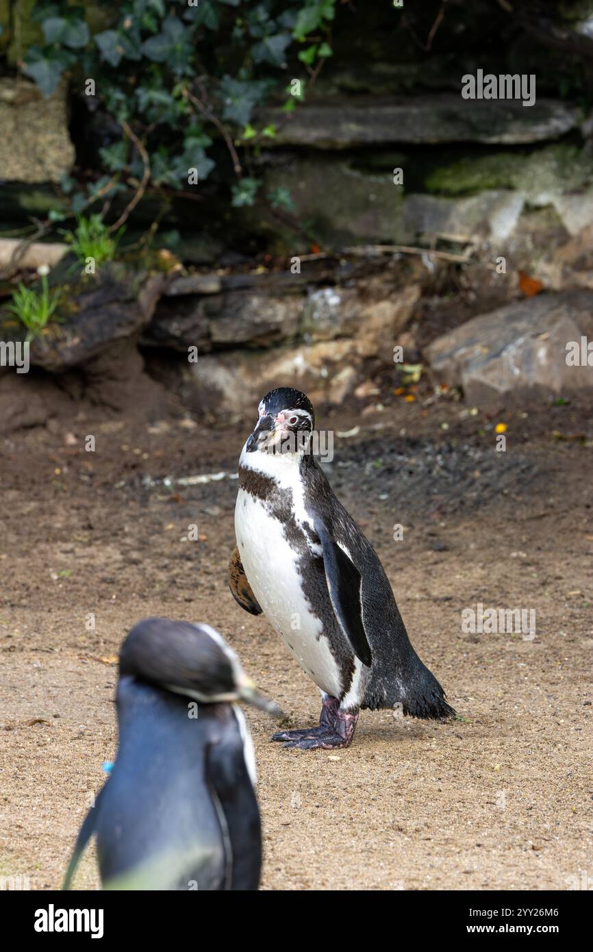 Humboldt penguin, a fish-eating seabird from Peru/Chile's coasts Stock ...