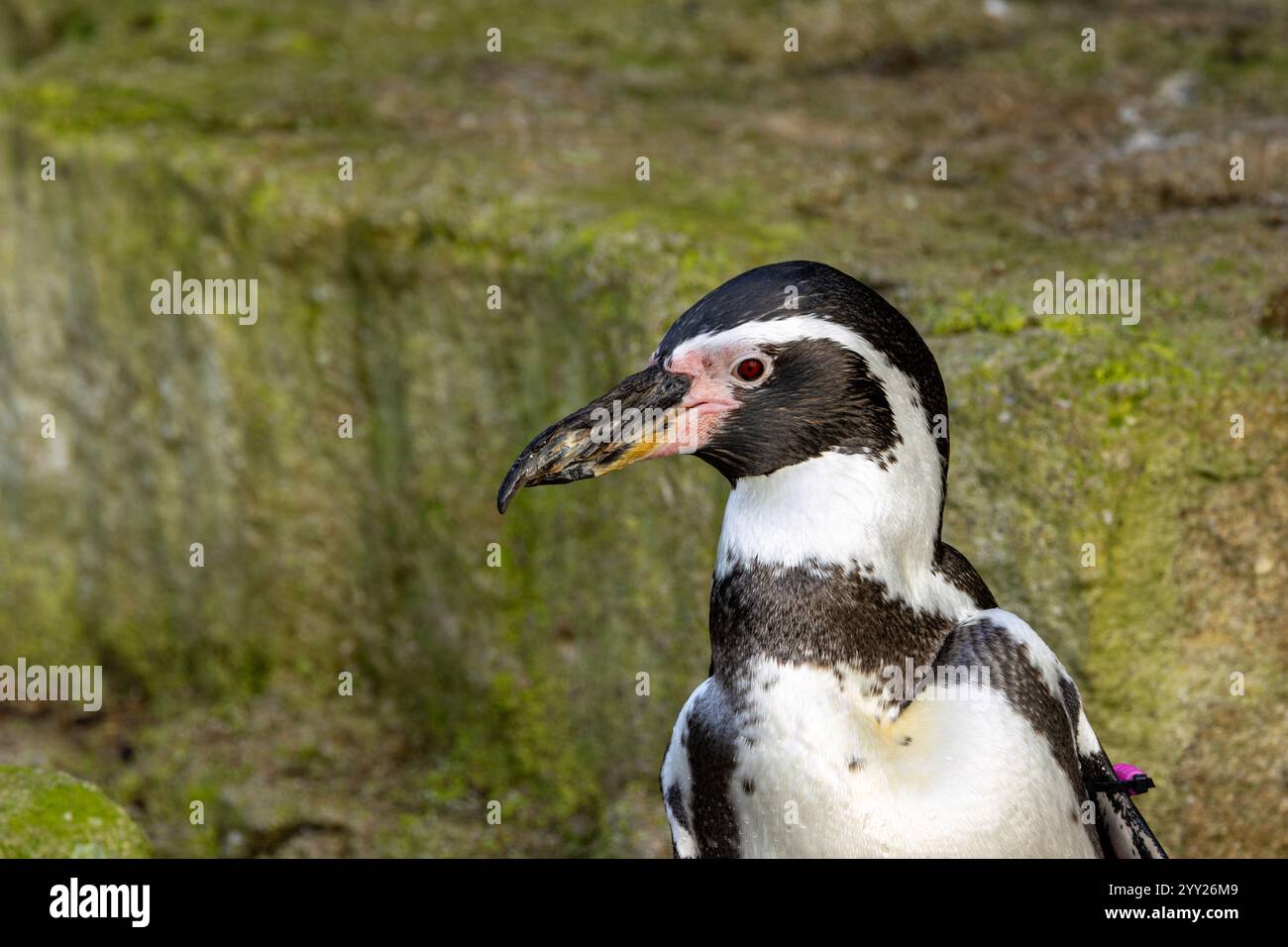Humboldt penguin, a fish-eating seabird from Peru/Chile's coasts Stock ...